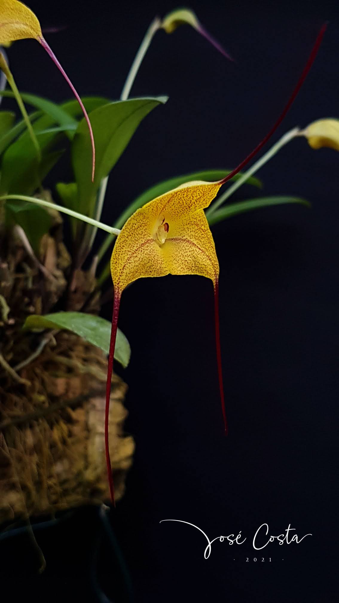 Masdevallia triangularis