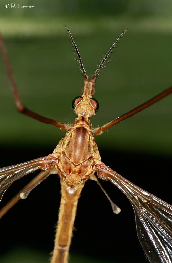 fotosricardo-h: TÍPULAS - Crane flies