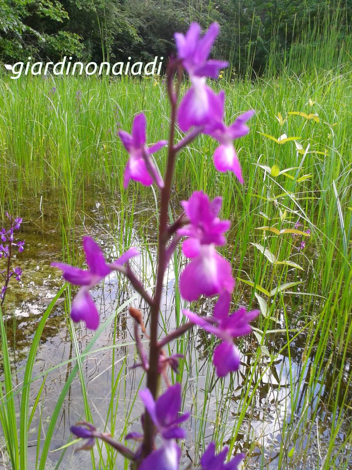 Il giardino delle Naiadi: ORCHIS LAXIFOLIA, LA RARISSIMA ORCHIDEA PALUSTRE