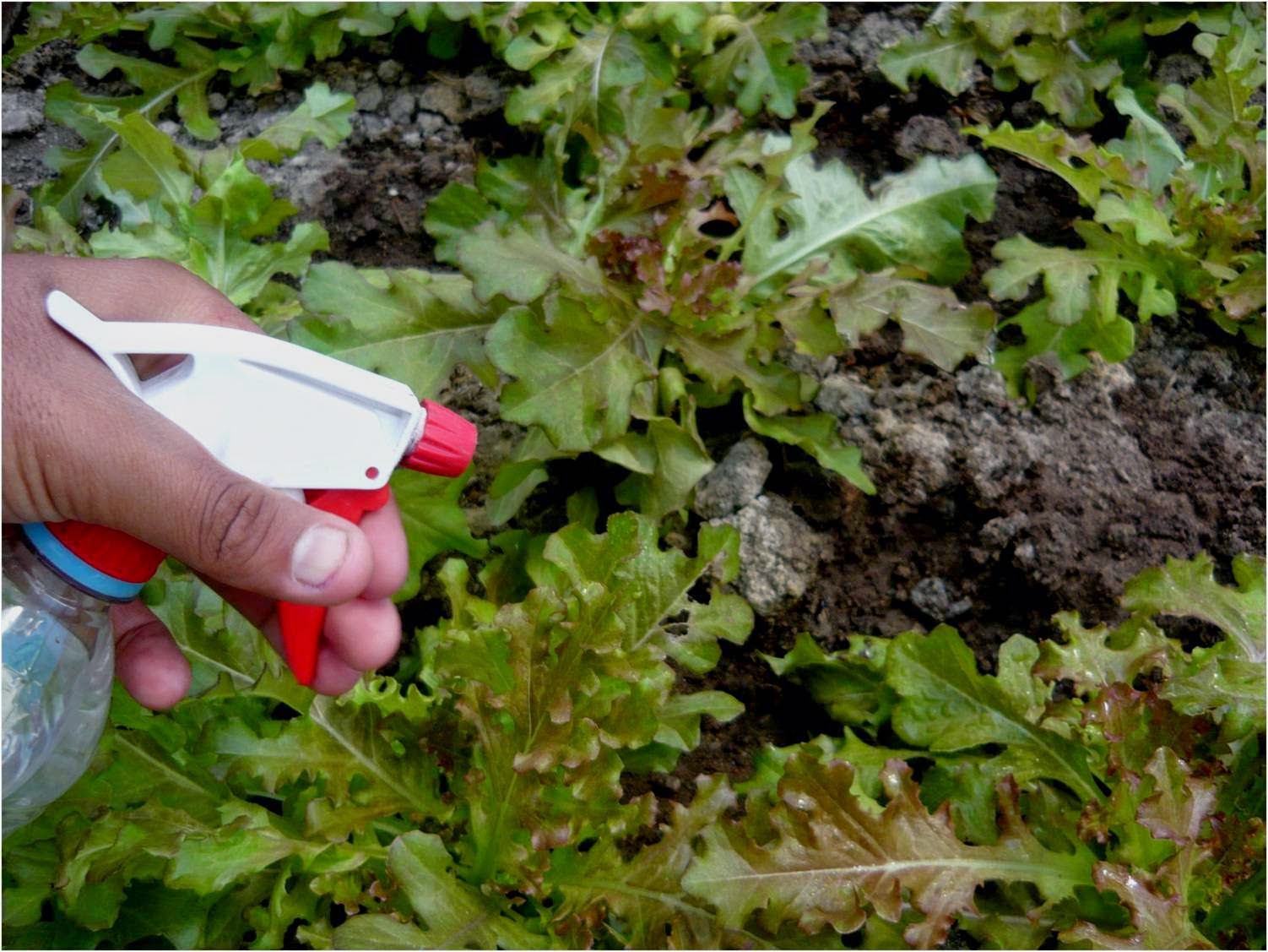 ALTERNATIVA ECOLÓGICA: EL BIOL: ABONO LÍQUIDO