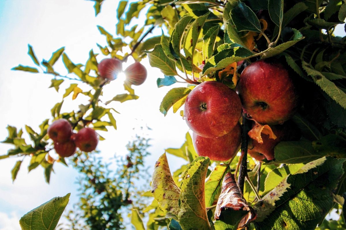 Scientists: “domestication” of the apple tree began even before the people