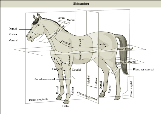 Anatomía Veterinaria: Anatomía Topográfica Veterinaria