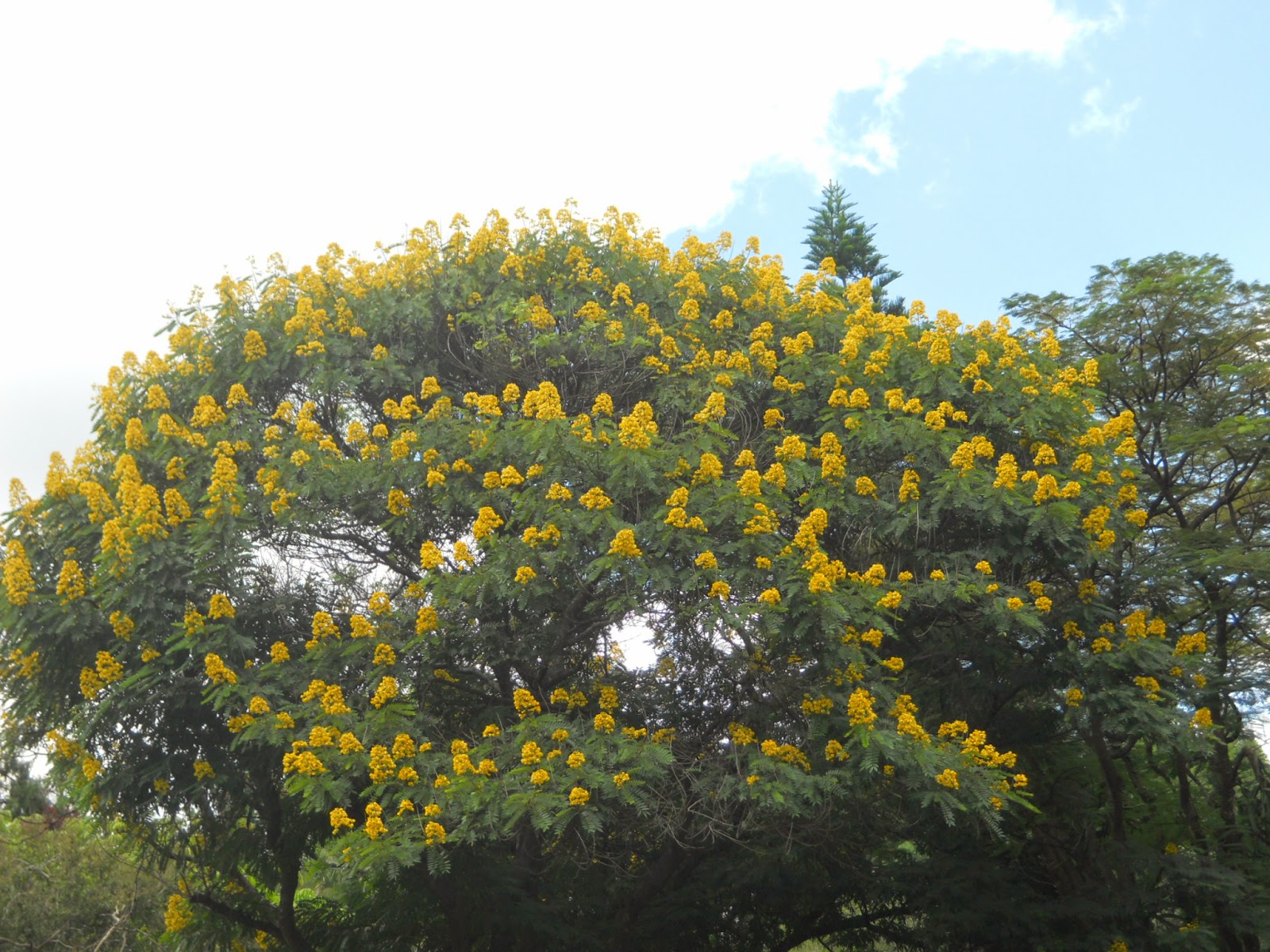 Well, It's Africa...: The Color of Cassia