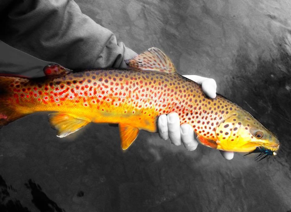 Autumn Siren Flies: Photo Gallery