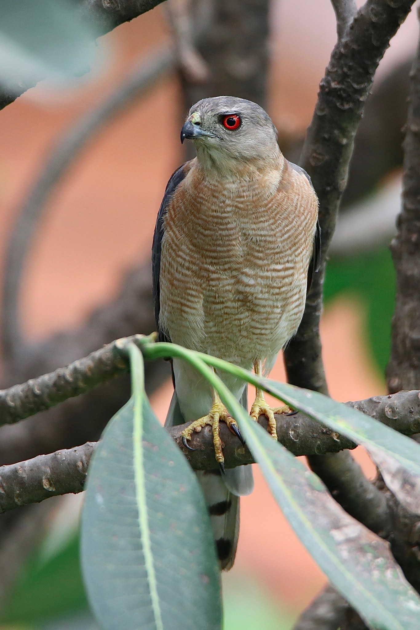 Shikra Is a Ruthless Hunter