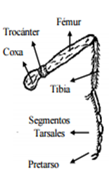 Adaptaciones Morfológicas de los Invertebrados: Modificación de las patas