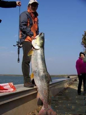 Big Fishes of the World: YELLOWCHEEK CARP (Elopichthys bambusa)