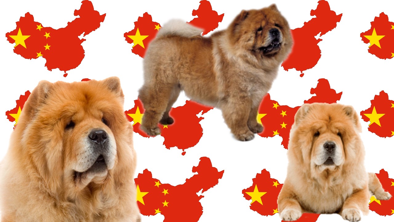 Razas de perros Chinos: Pequeñas, Grandes y Sin Pelo