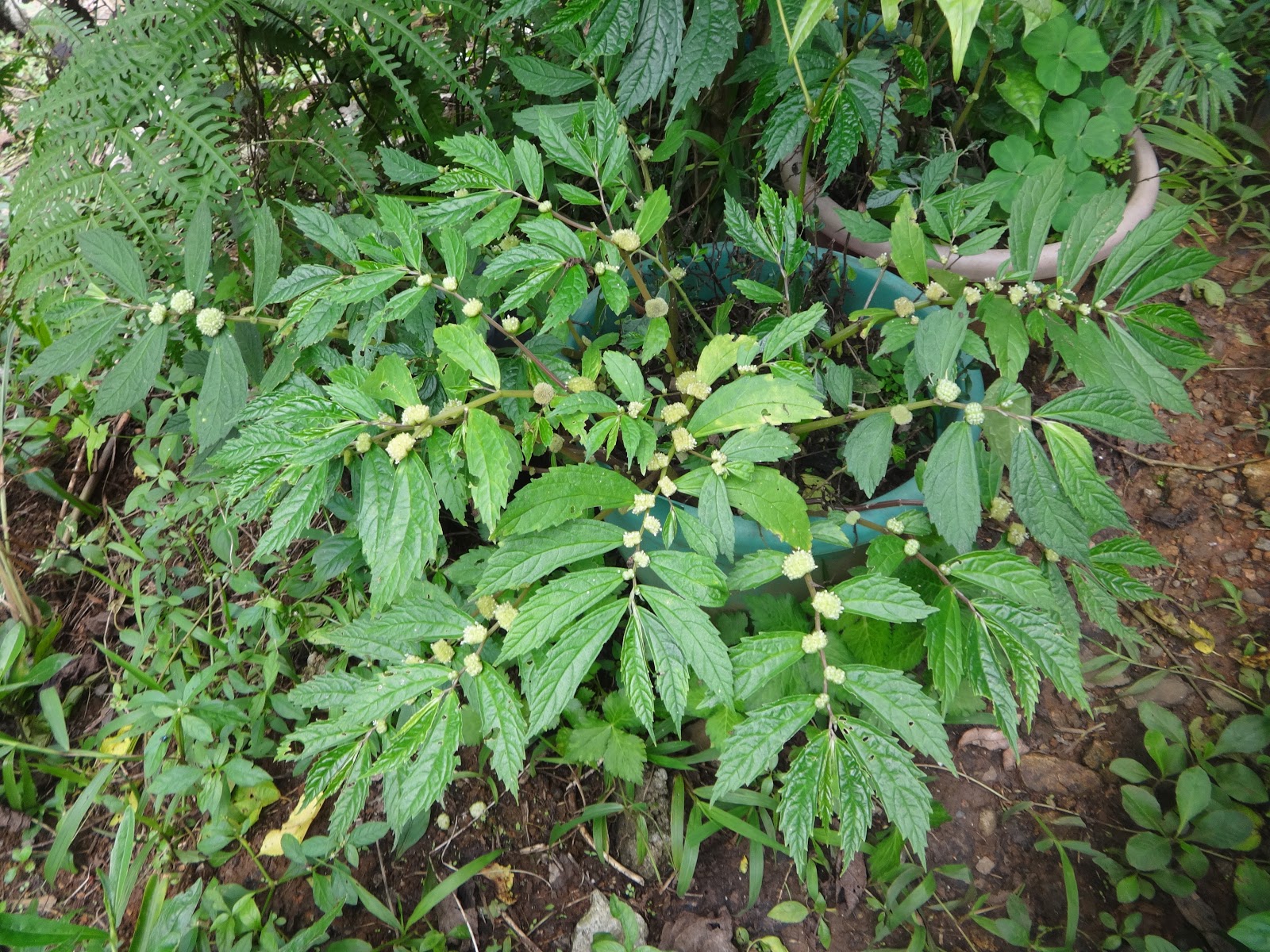 Herbs from Distant Lands: Elatostema lineolatum and other Elatostema ...