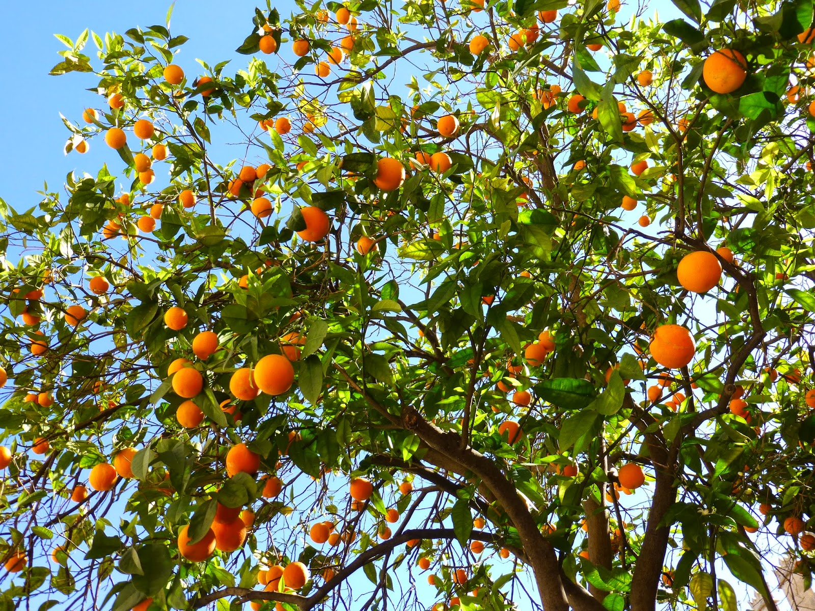 Le ciel est par dessus le toit: Les orangers poétisés par BLASCO IBANEZ