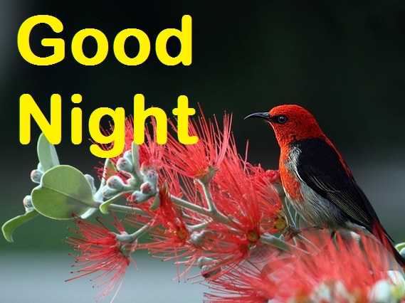 Beautiful Good Night Birds Images for Good Night Wishing - Your Hop
