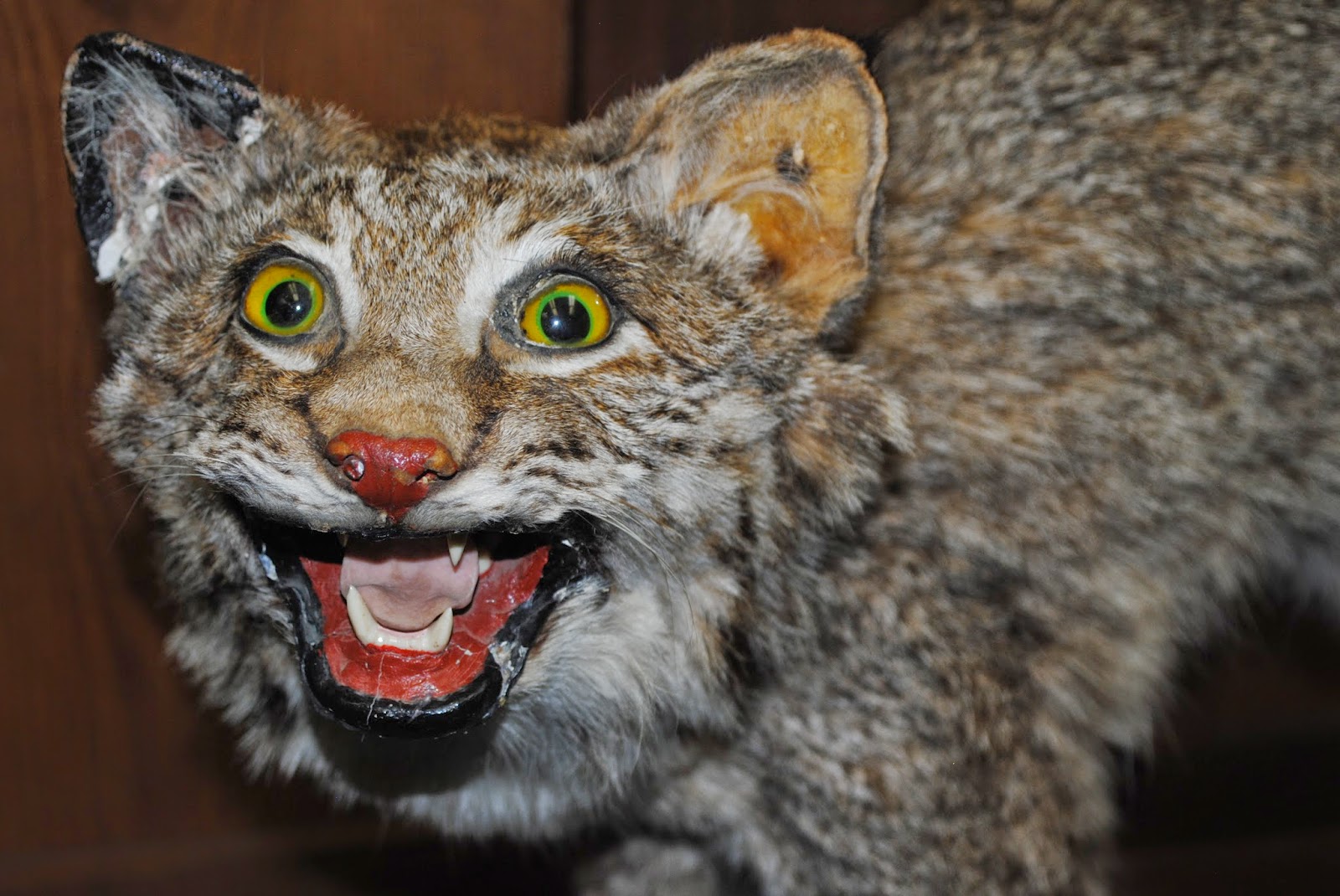 The Carpetbagger: The National Bird Dog Museum