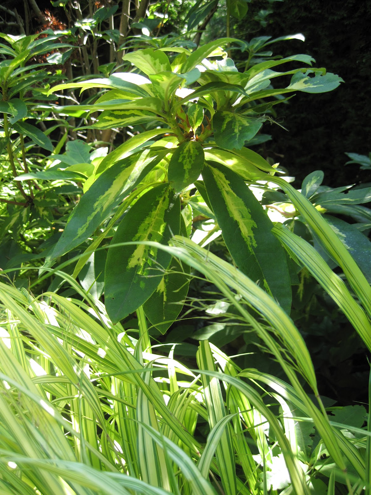 Bonney Lassie: A Visit to the Ed Hume Display Garden