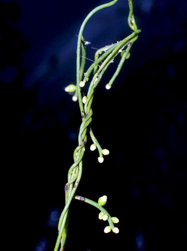 Flora de Puerto Rico Ilustrada Papo Vives: LAURACEAE CASSYTHA ...