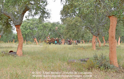 El proceso de extracción del CORCHO en los ALCORNOQUES