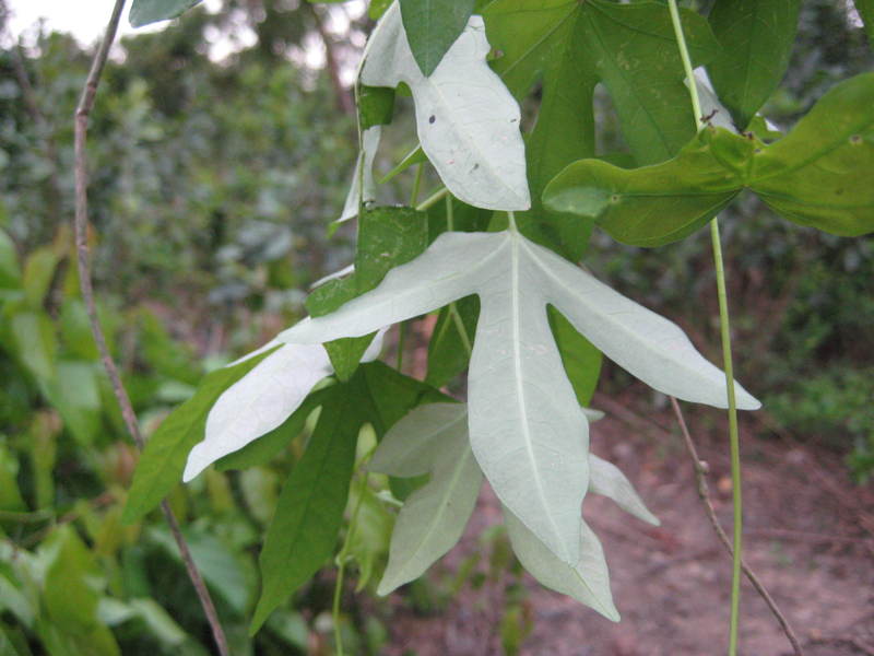 Herbal plants of Sri Lanka: kiribadu ala(Ipomea mauritania)