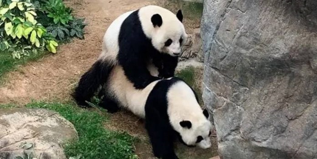 Pandas gigantes hacen el 'delicioso' por primera vez en el zoológico ... Pandas gigantes hacen el 'delicioso' por primera vez en el zoológico ...