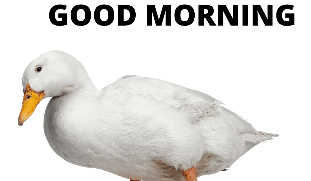 duck good morning images free download.