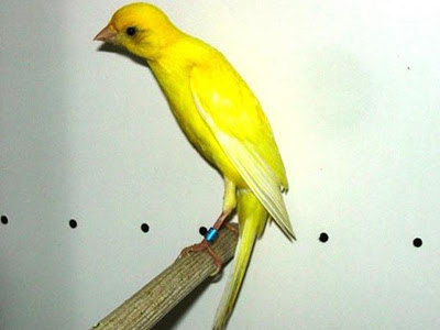 Jenis dan Macam Burung Kenari