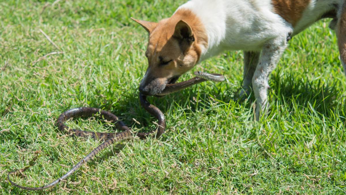 Snake danger on the rise as spring heats up | Australian Dog Lover