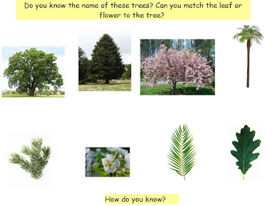 Year 2: Evergreen and Deciduous Trees