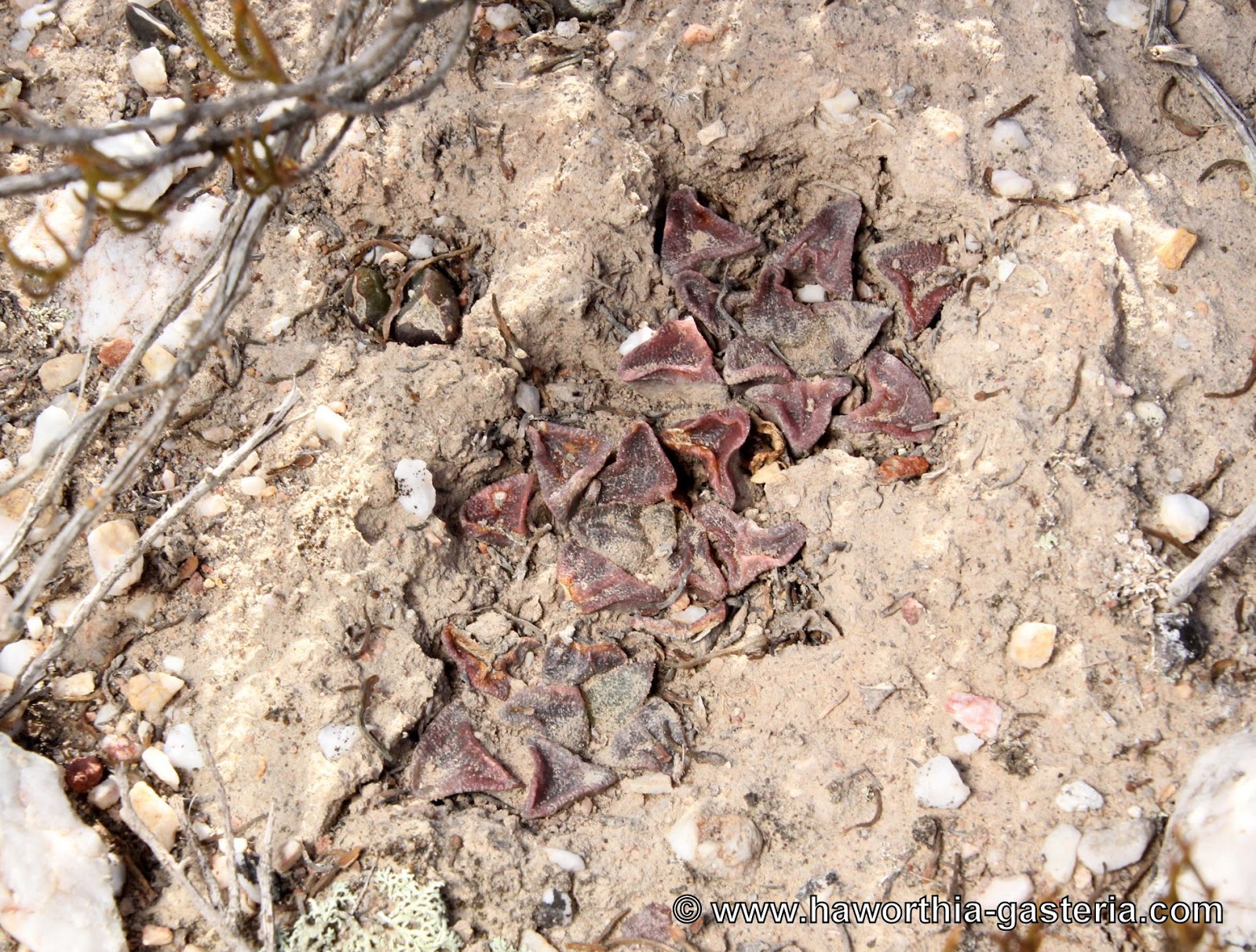All you wanted to know about Haworthias, Gasterias and Astrolobas ...