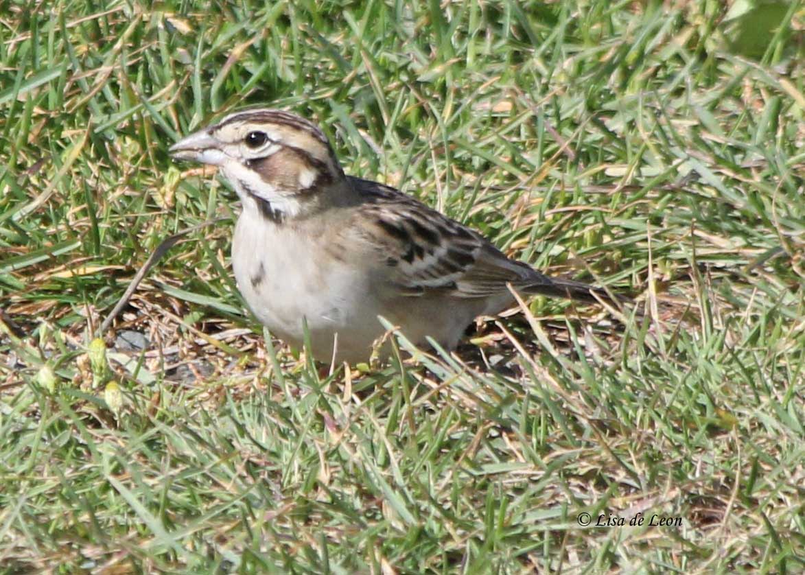 Birding with Lisa de Leon: Lark Sparrow