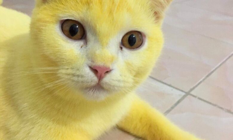 Michipedia: Tipos de michis