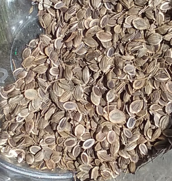 Science teacher: On collecting seeds