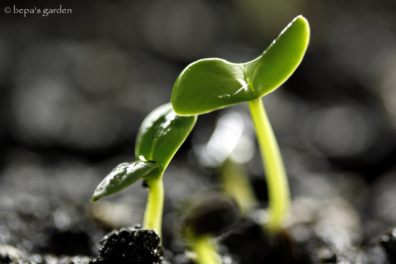 Bepa's Garden: Germinating seeds ...