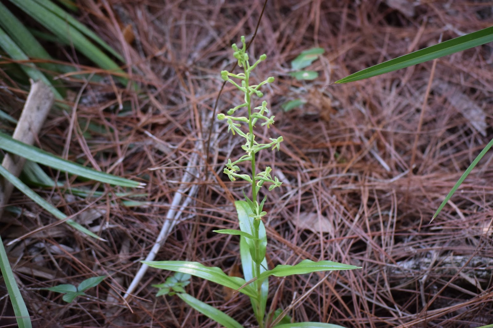Field Notes and Photos: Wild Orchids in the Flatwoods