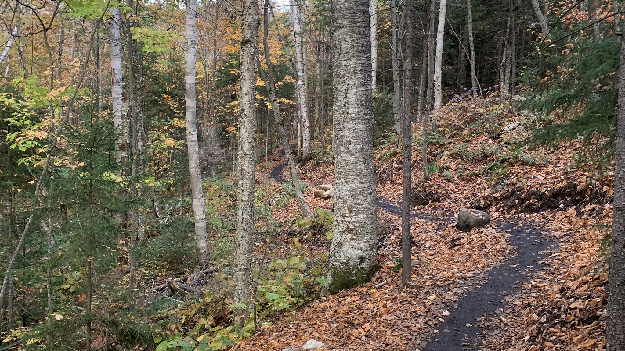 Ecology of Appalachia: Old Growth Beech-Maple-Birch