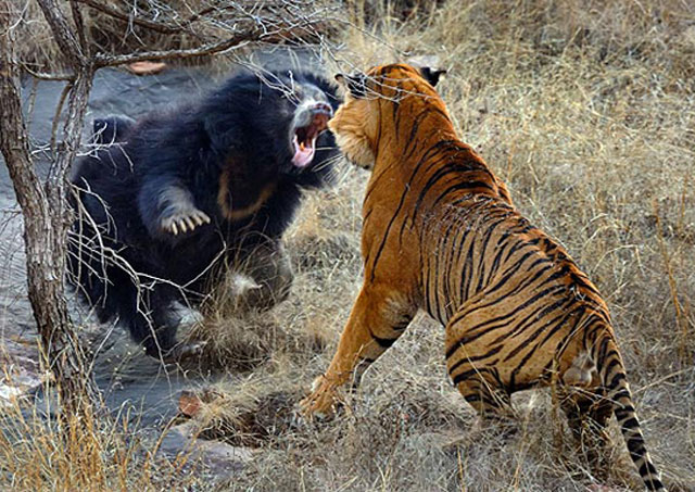 top 10 pictures for fighting between animals - the best