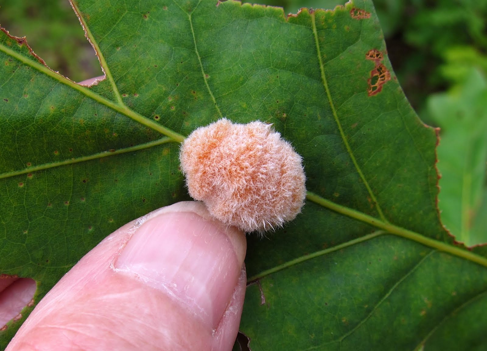 Saratoga woods and waterways: Away to Vermont, Home Again to Wilton