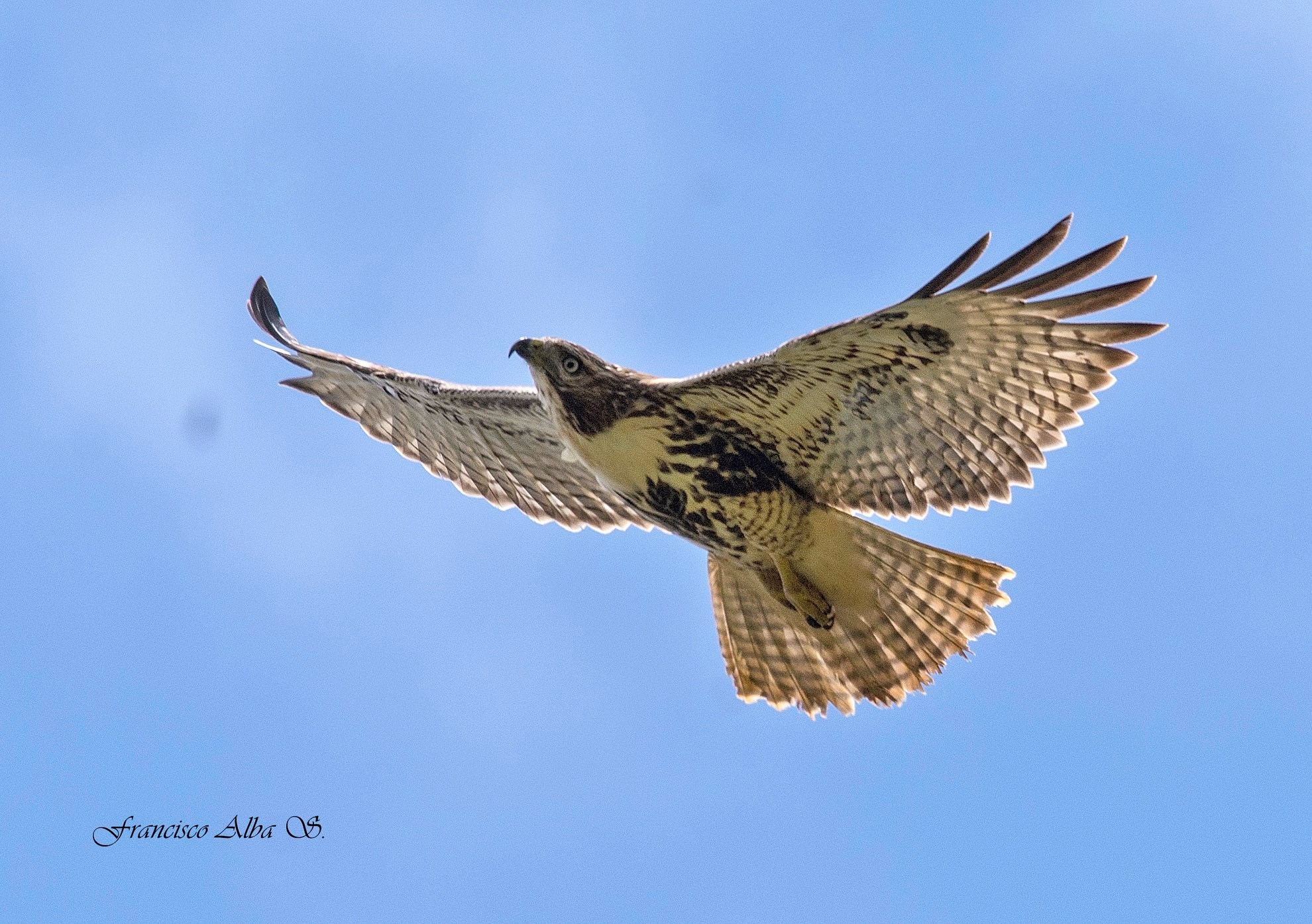 Guaraguao. | Fauna Dominicana