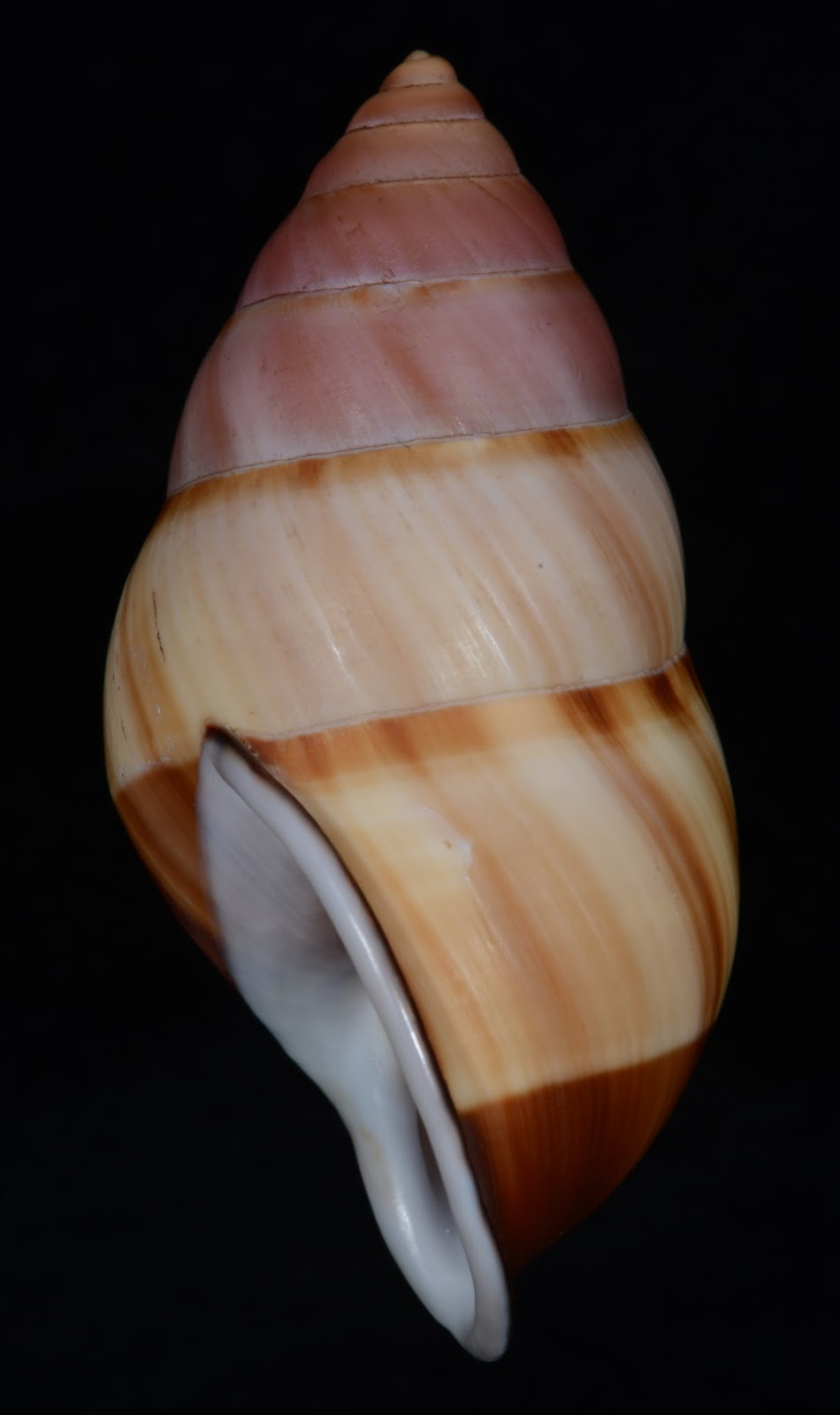 Dr. Lee's Gallery Museum: Amphidromus inversus annamiticus 51.78mm ...