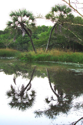 eMalangeni Forest: iNjemane the local iLala palm wine