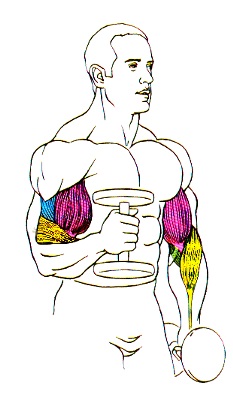 Curl martillo con mancuernas - MIGUELWORKFIT