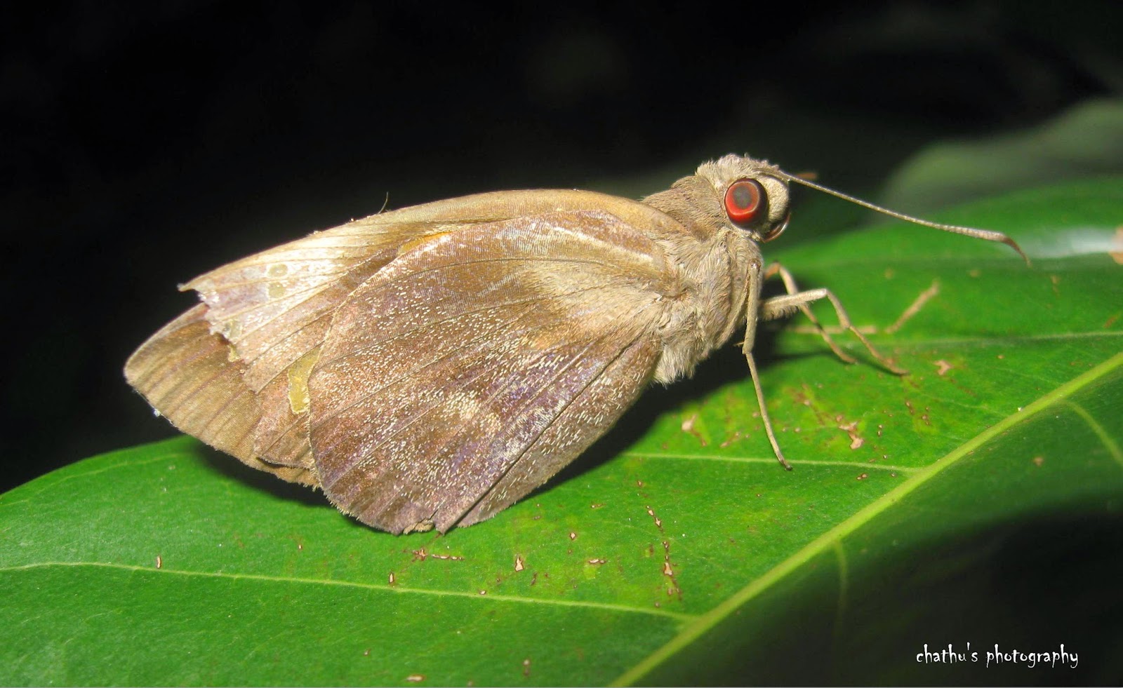 Nature Of Srilanka: Giant Red eye (Gangara thyrsis clothild) - මාර තැසියා