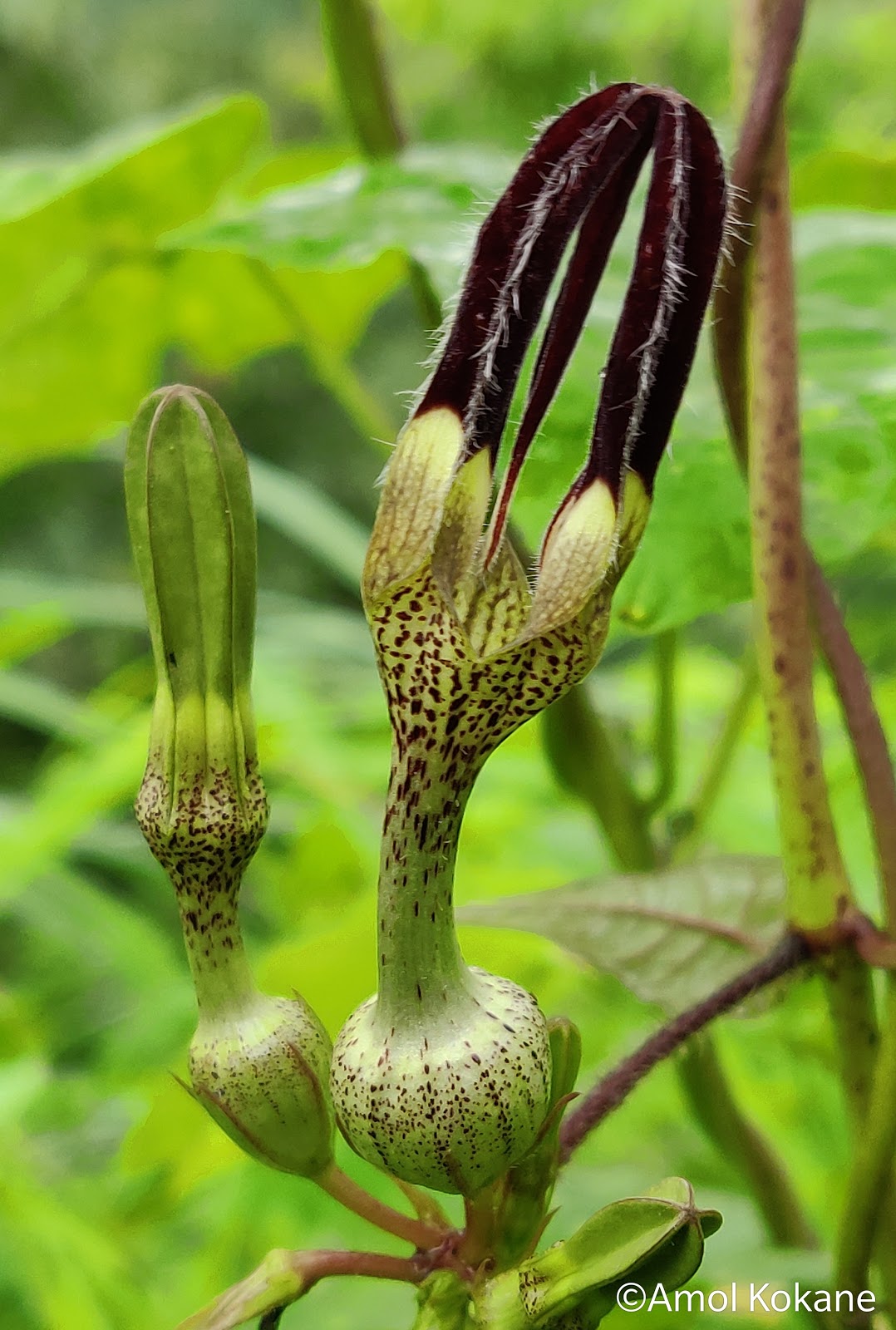 Ceropegia - Group of enticing flowers from the milkweed family