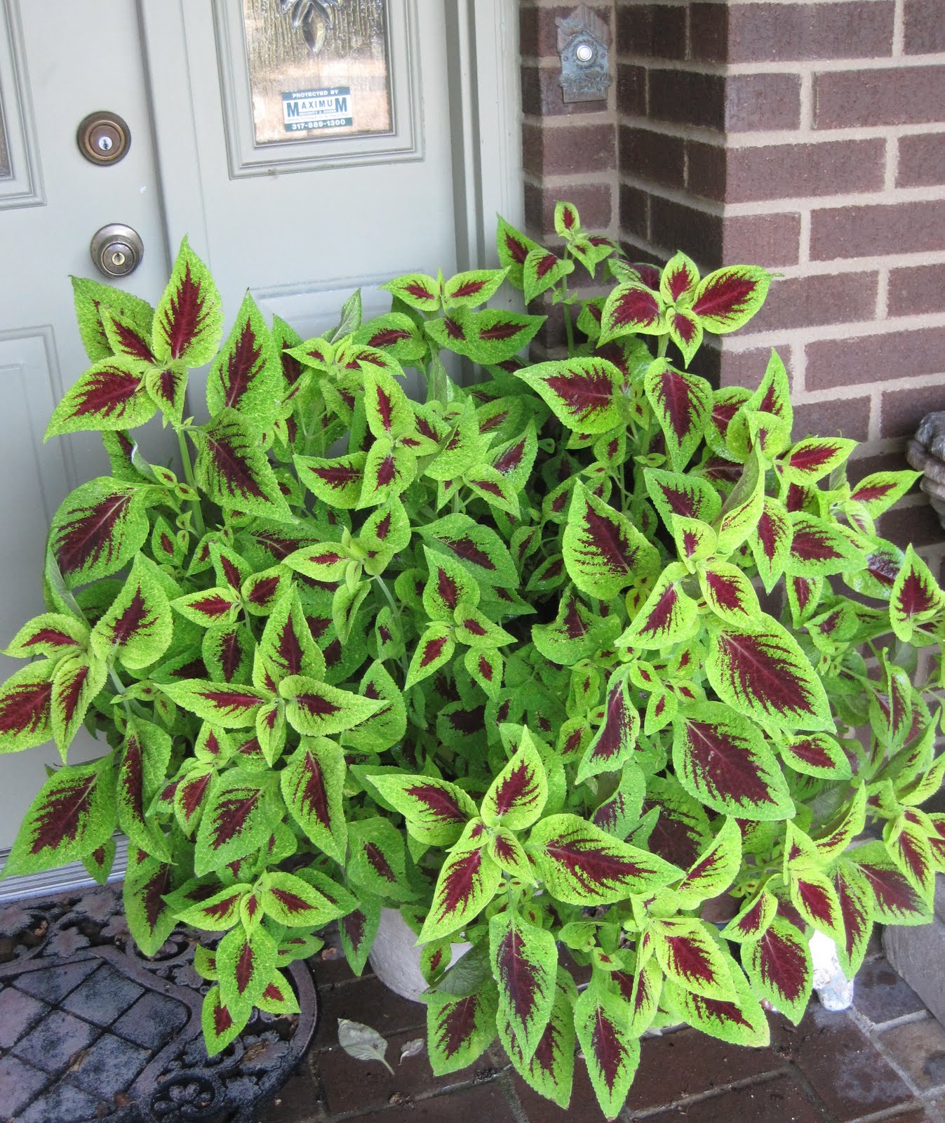 Coleus Arco-Íris Sortido