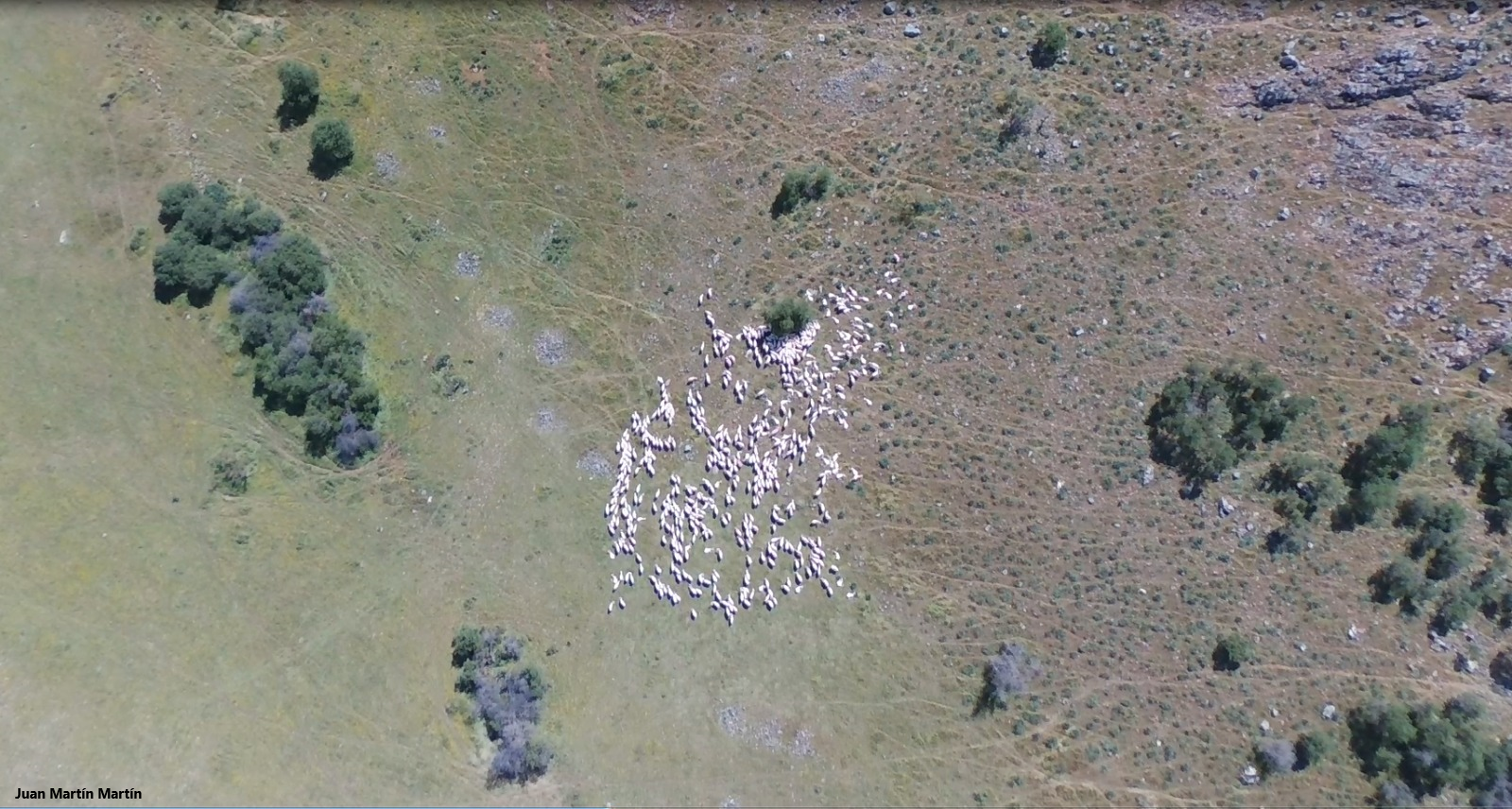 Blog de Geografía del profesor Juan Martín Martín: Pastorear un rebaño ...