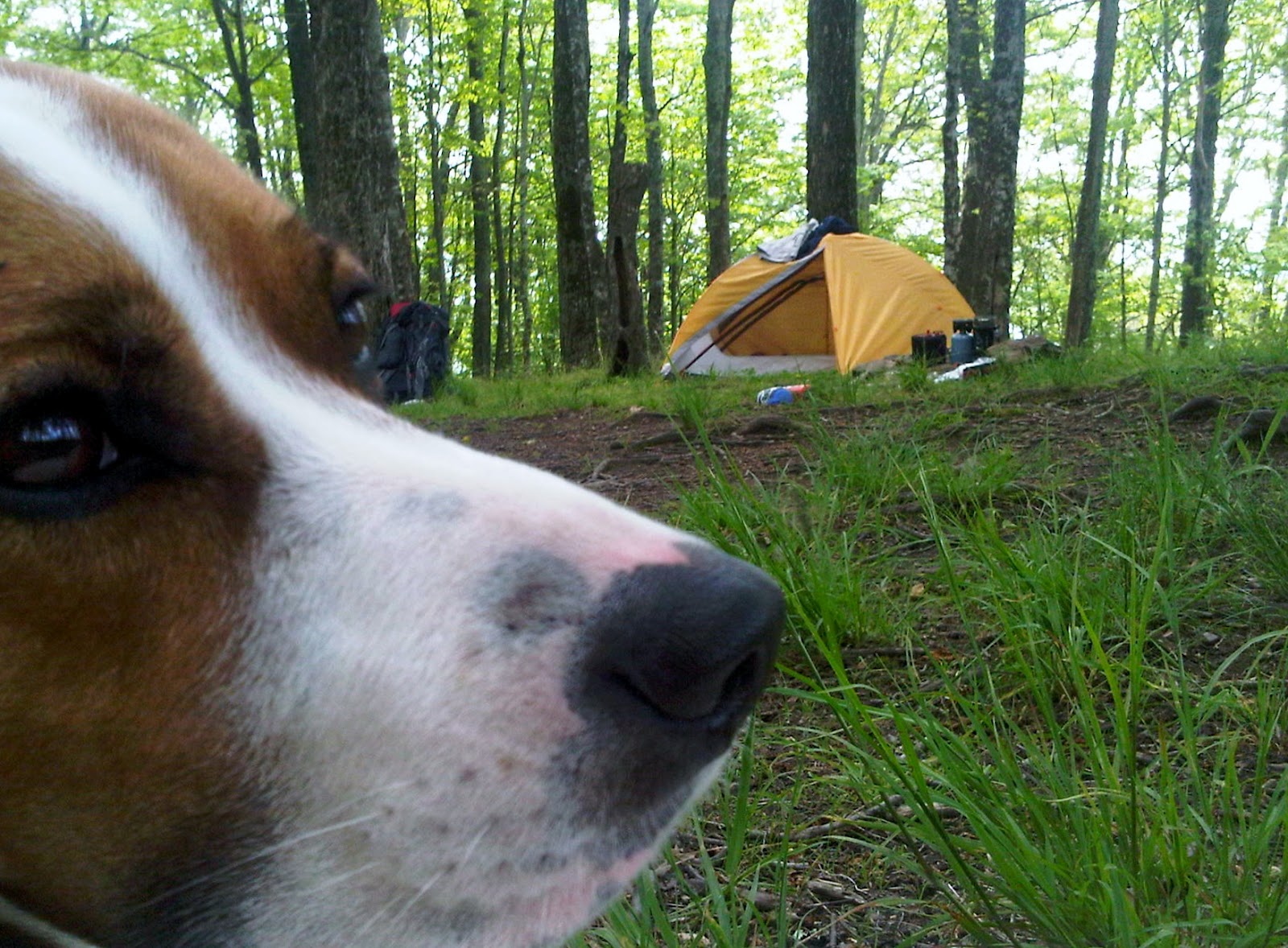 NC BACKCOUNTRY: Max Patch