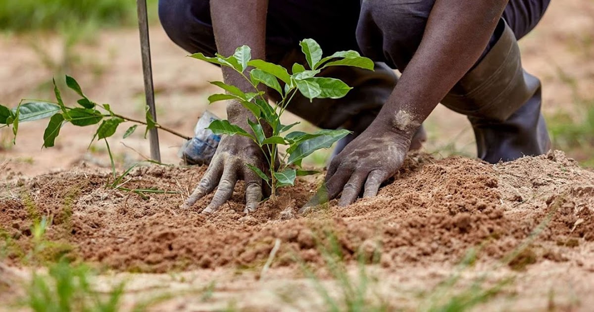 TRACTS: Let's Go Planting 5 million Trees In 1 Day