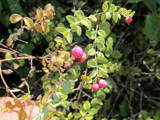 Cittaslow Botanik Park: İNCİ ÇALISI ÇİÇEĞİ ( Symphoricarpos )