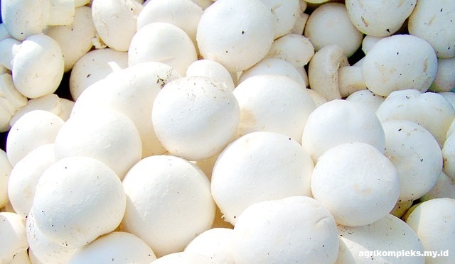 Cara Budidaya Jamur Kancing yang Baik dan Benar - Agribisnis Agrokompleks