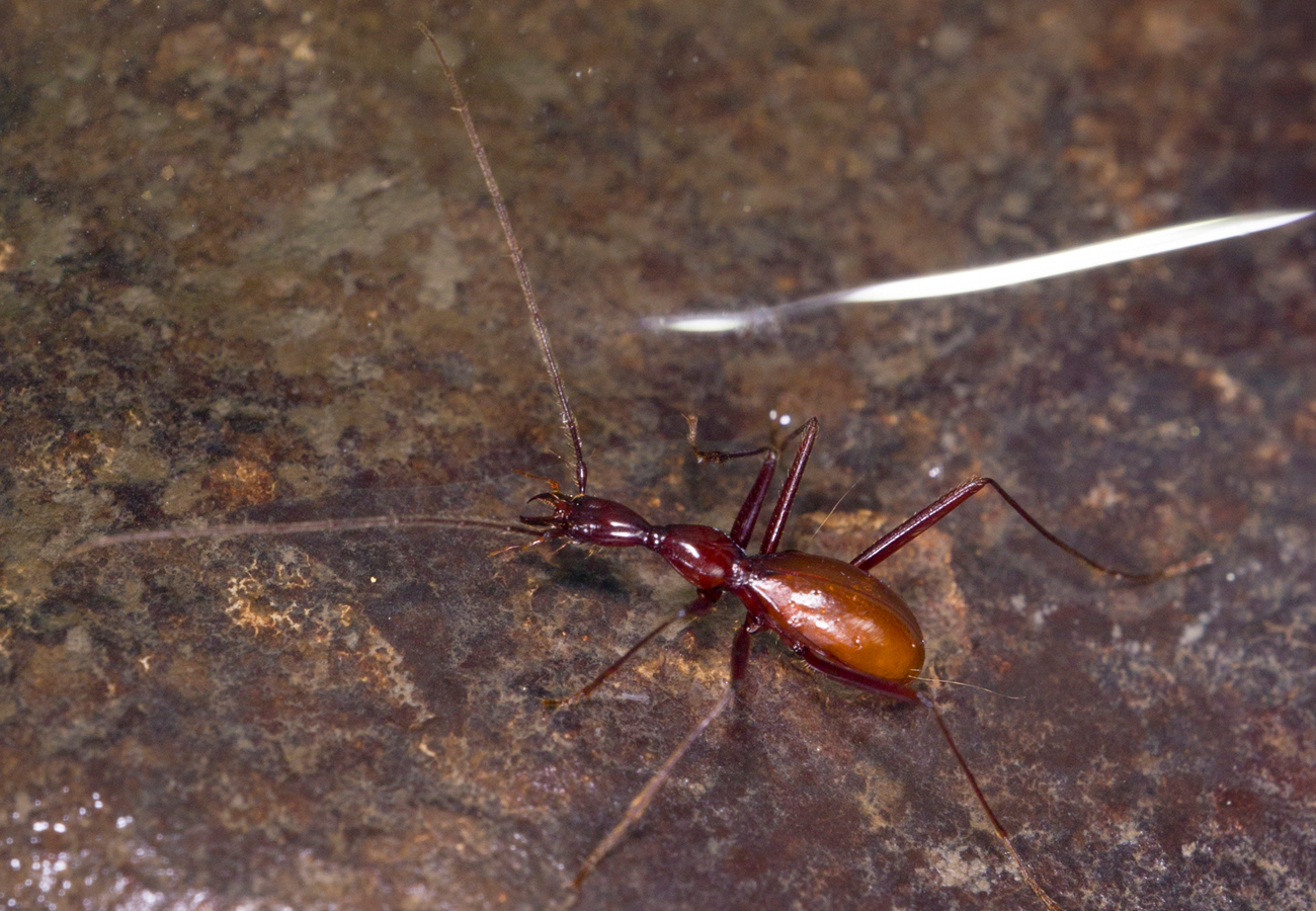 Species New to Science: [Entomology • 2020] Two New Species of ...