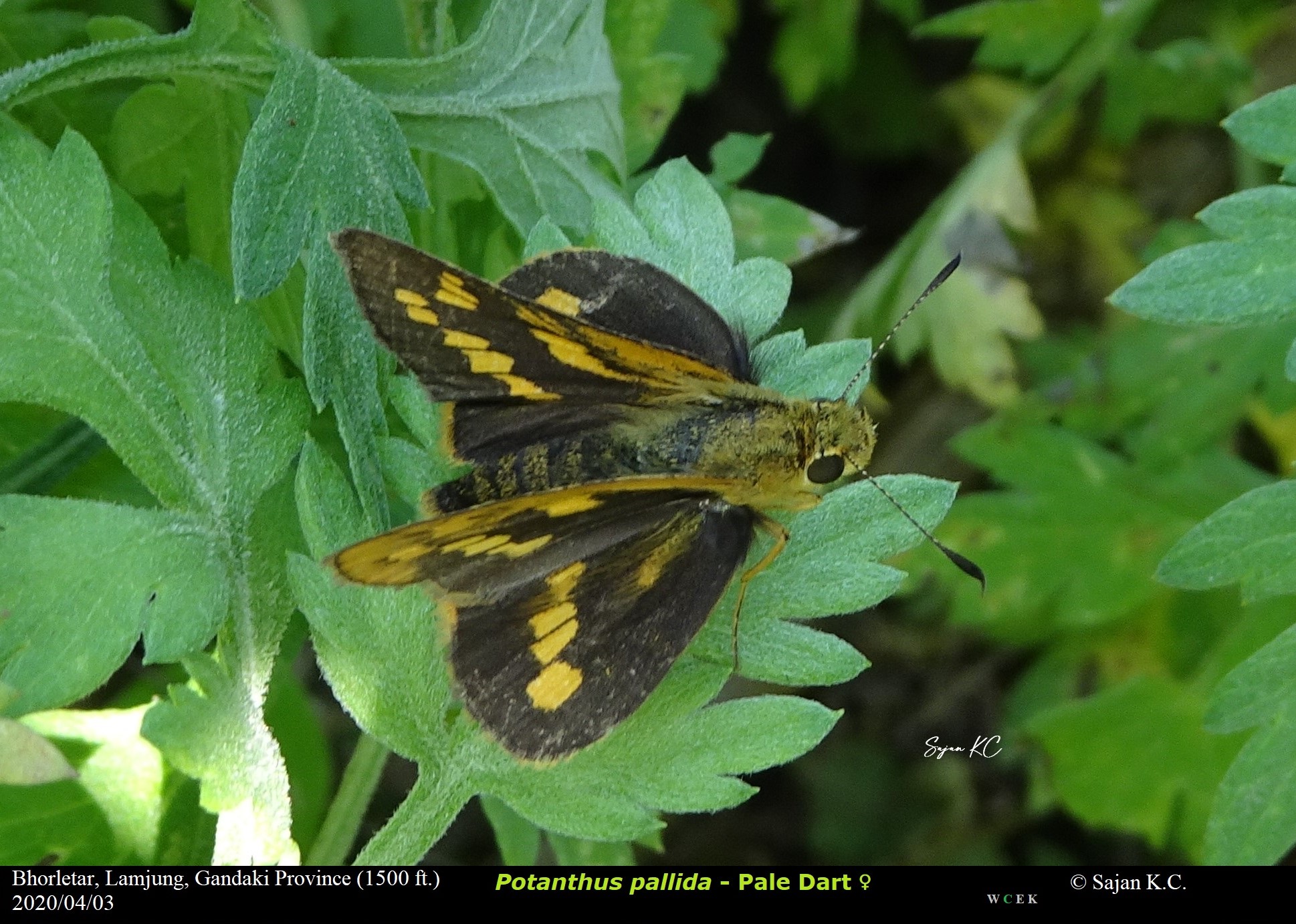 Butterflies of Nepal