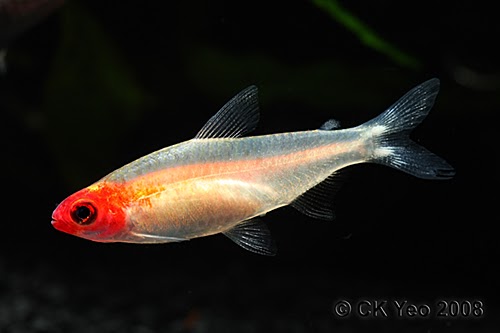 Aquascape: Rummy Nose / Red Nose Tetra