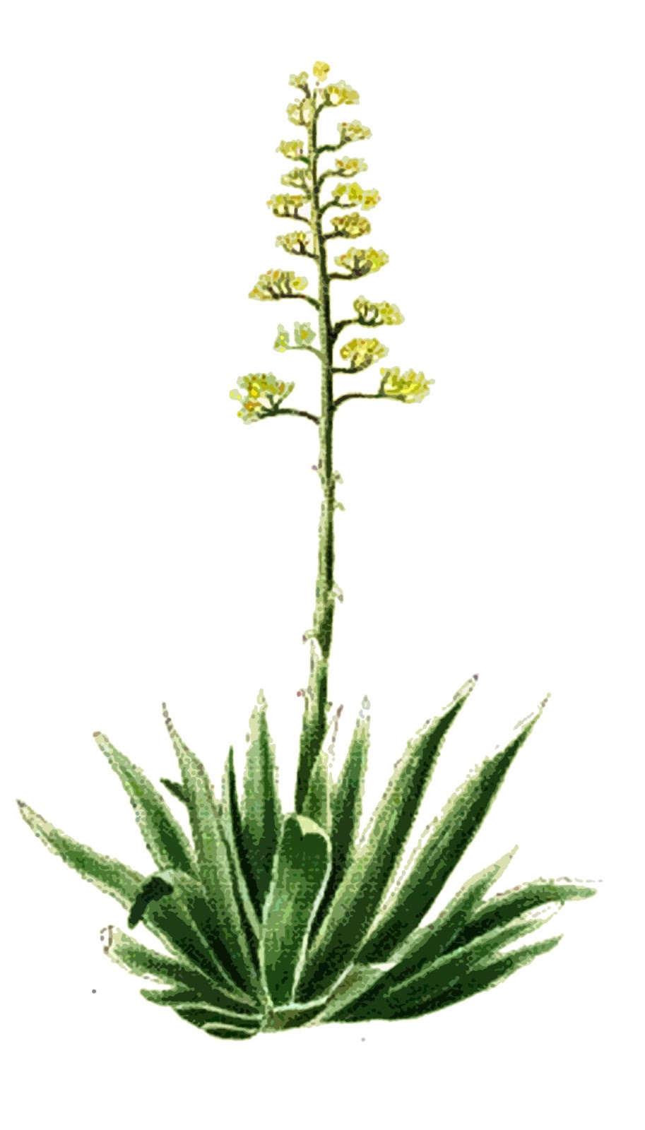 CHIQUIÁN Y SUS AMIGOS / Armando Alvarado Balarezo (Nalo): EL MAGUEY Y ...